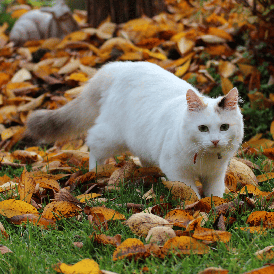 Prepare Your Dogs and Cats for Fall | Natural Wonder Pets