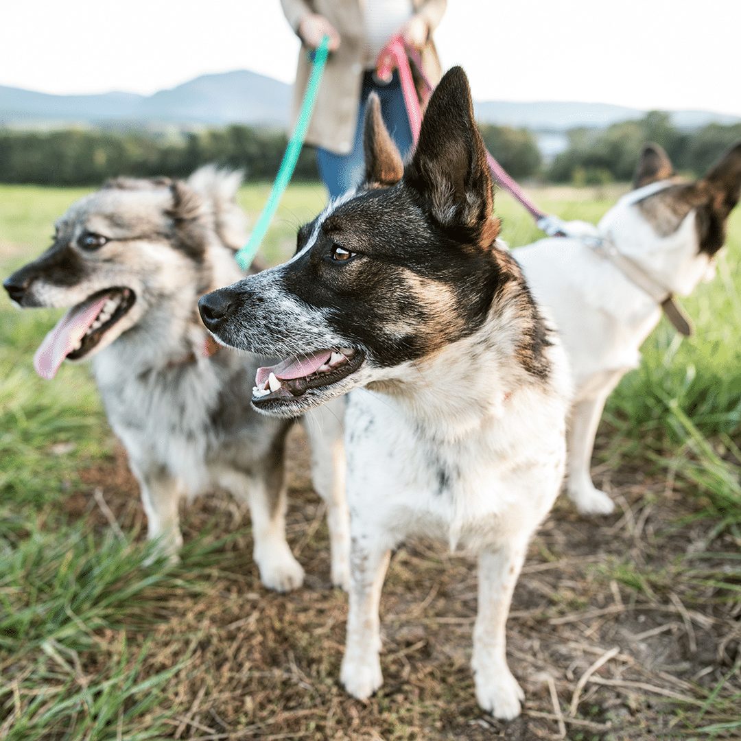 Tick Tock: Protect Your Pet From Ticks Before It's Too Late!